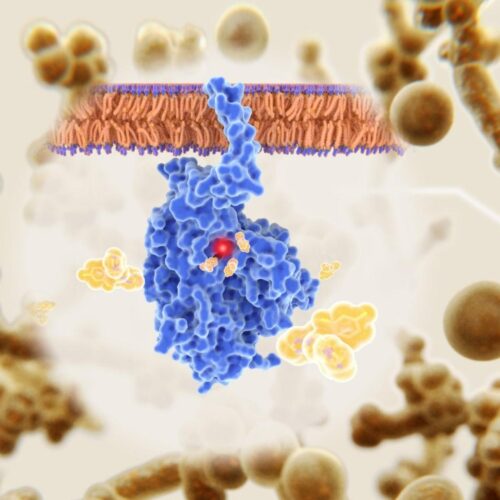 What Is Candida and How It Affects Health - Candida.com