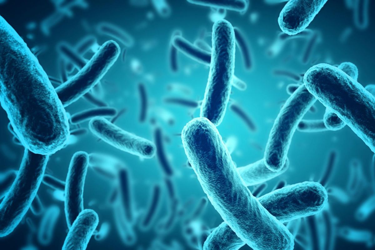 Probiotics: Your Path to Better Gut Health - Candida Overgrowth & Gut ...