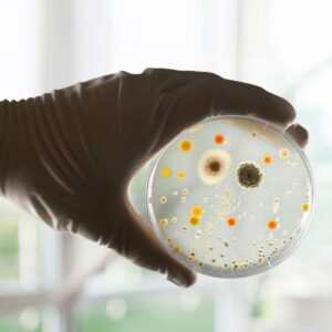 Candida Glabrata: Understanding Its Impact - Candida Overgrowth & Gut ...
