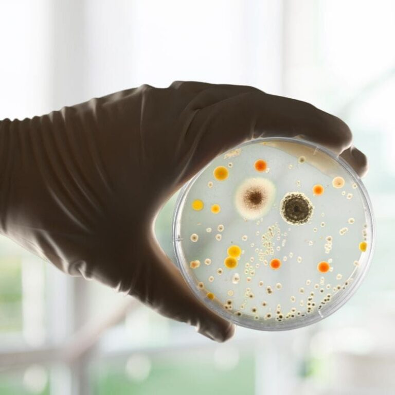 What Is Candida and How It Affects Health - Candida Overgrowth & Gut ...