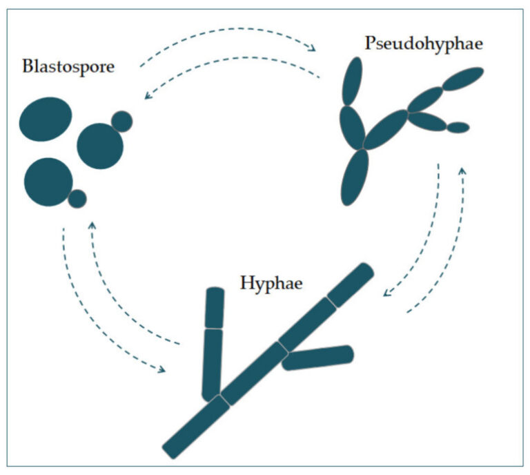 Candida Overgrowth: Causes and Solutions - Candida.com